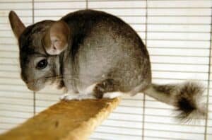 Chinchilla Age (Everything You Need To Know)