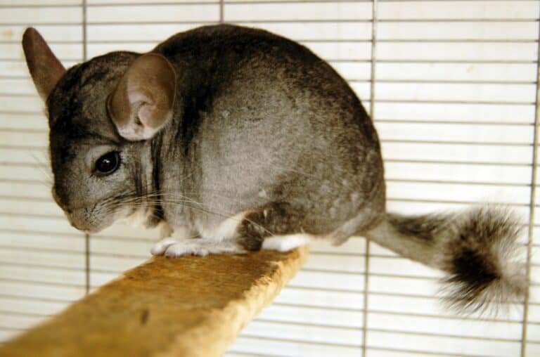 Chinchilla Characteristics (A Comprehensive Guide)