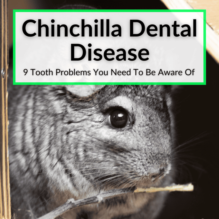Chinchilla Behavior And Temperament (Surprises And What To Expect)