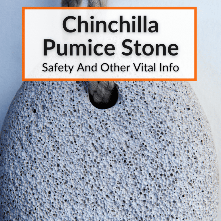 Chinchilla Pumice Stone (Safety And Other Vital Info)