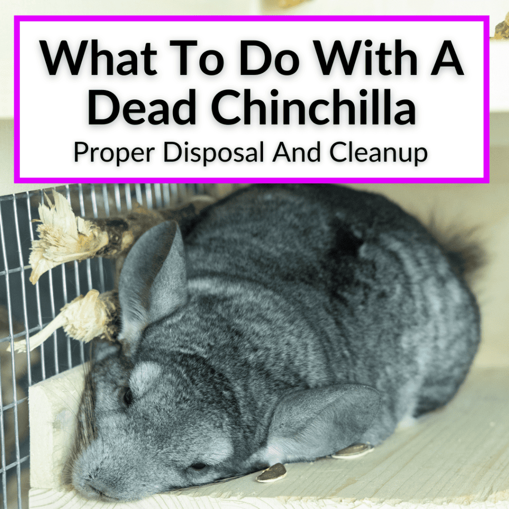 What To Do With A Dead Chinchilla (Proper Disposal And Cleanup)