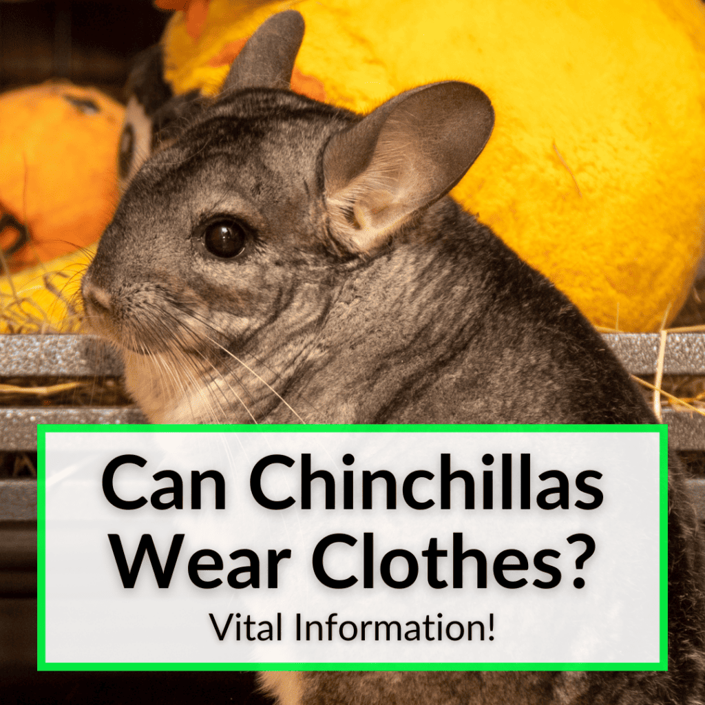 Can Chinchillas Wear Clothes? (Vital Information!)