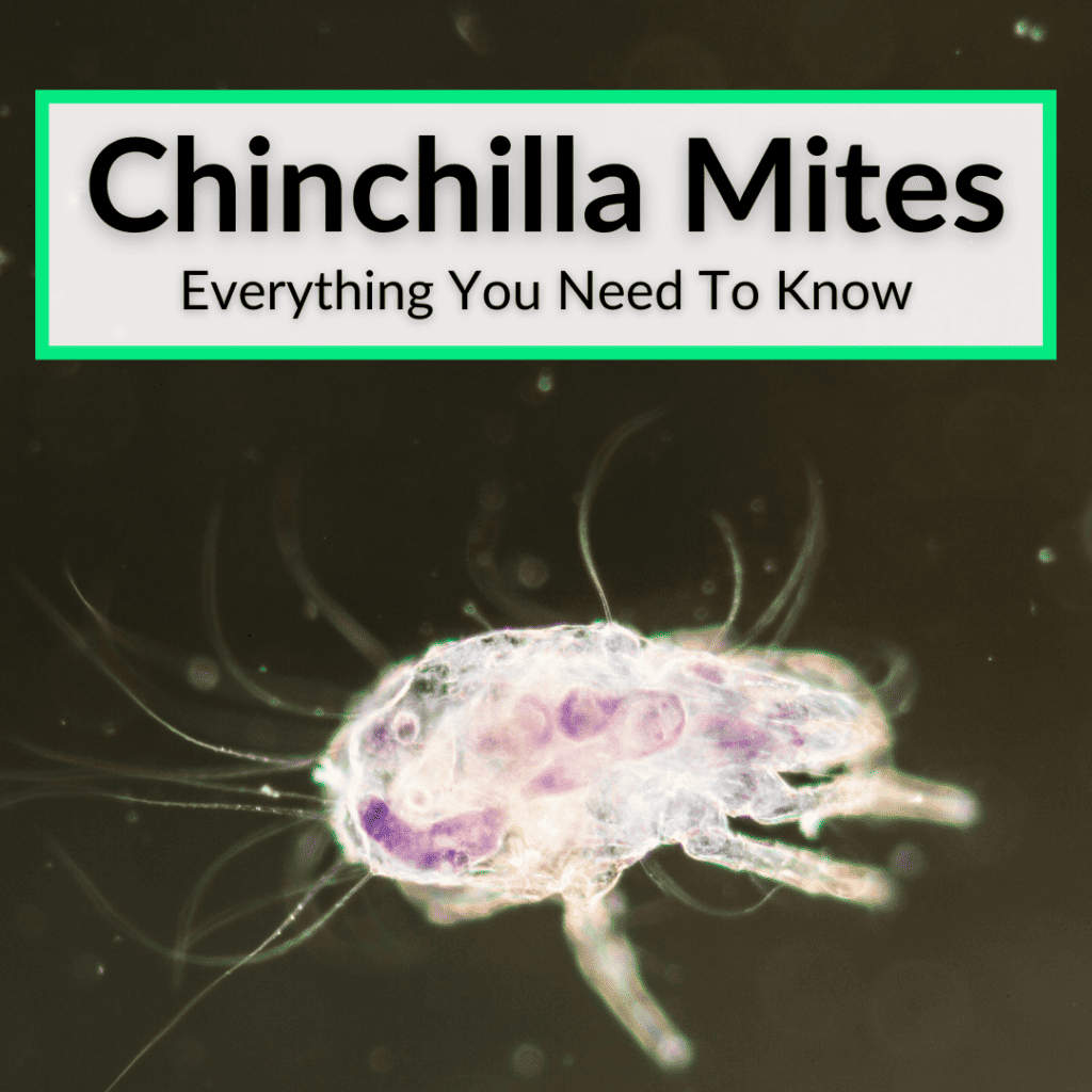 Chinchilla Mites (Everything You Need To Know)