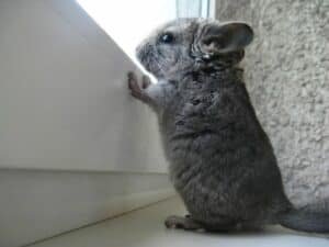 How To Calm A Chinchilla Down (16 Proven Methods)