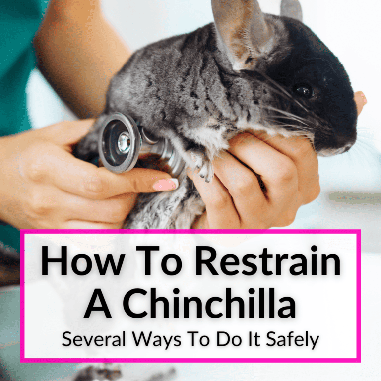 How To Bond Chinchillas (Introduce Them To Each Other Right)