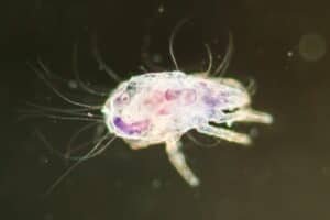 Chinchilla Mites (Everything You Need To Know)