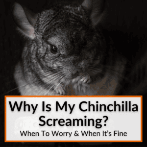 Chinchilla Behavior And Temperament (Surprises And What To Expect)